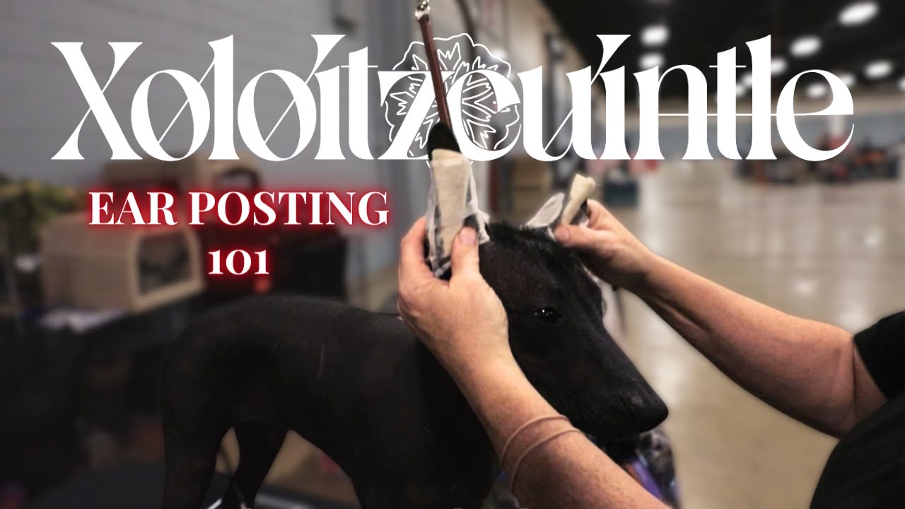 Mastering Xolo Ear Posting! - YouTube