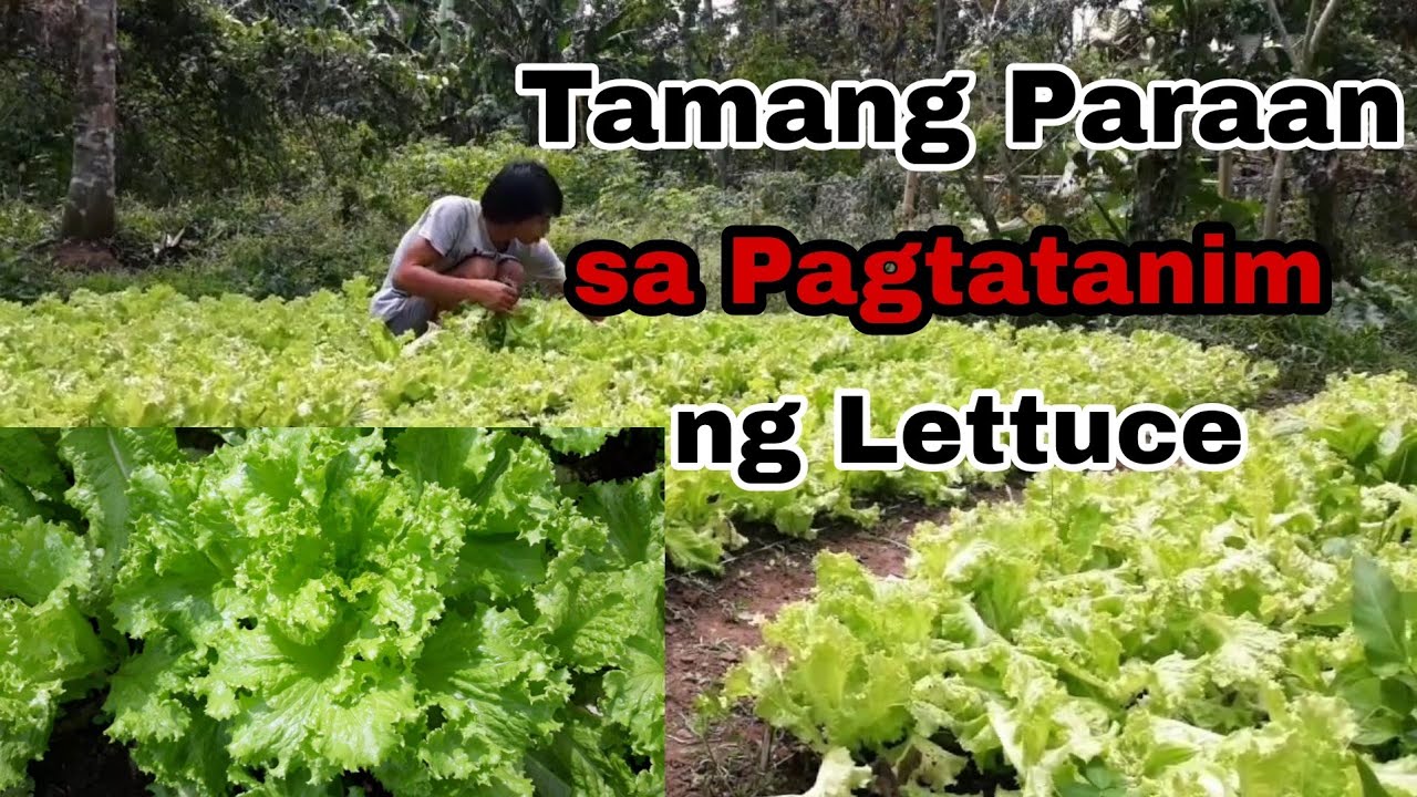 How to Plant Lettuce from Sow to Harvest 100% Organic|Paano Magtanim ng ...