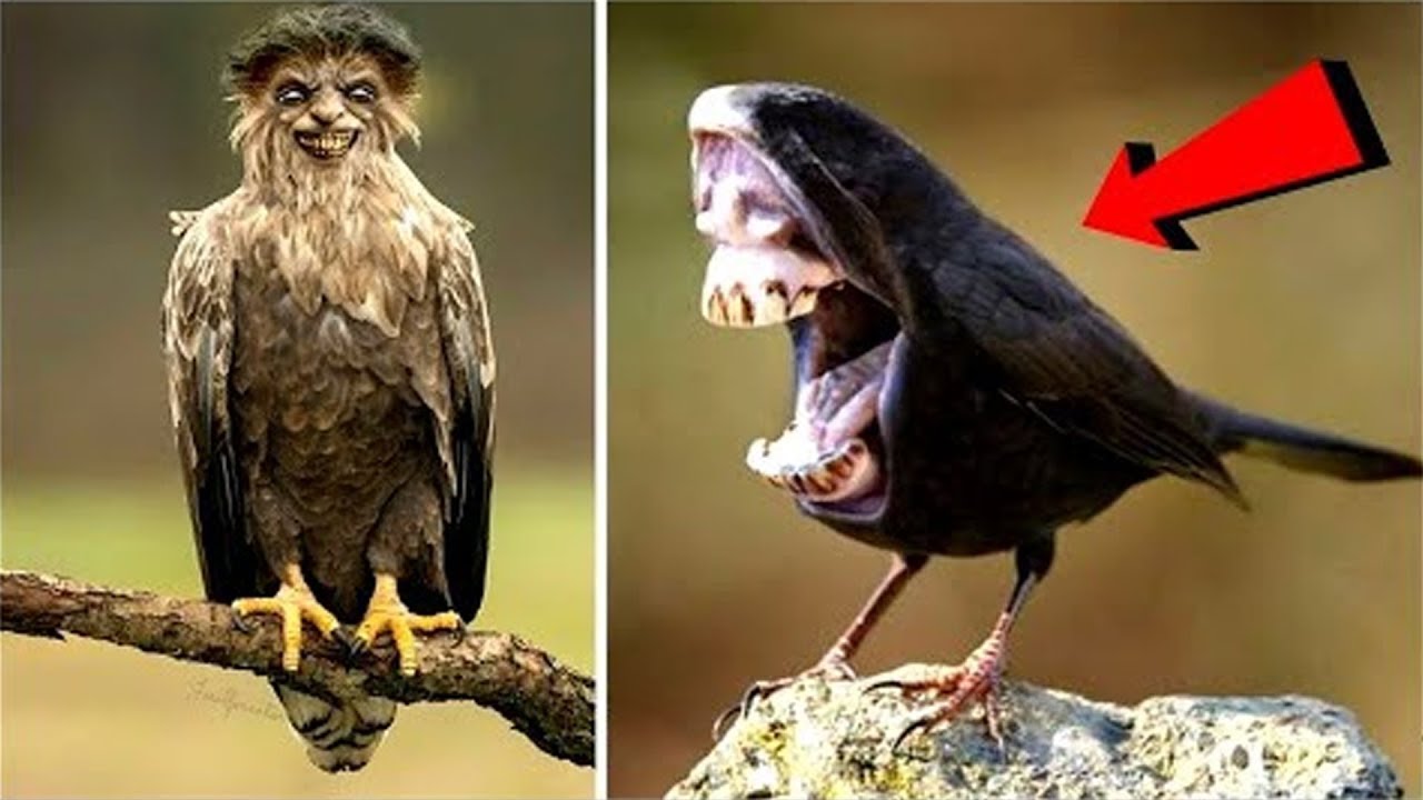 Birds With Human Teeth