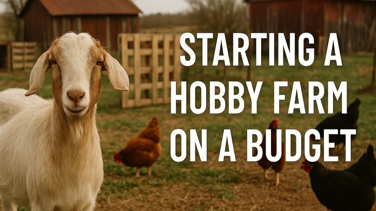 How to Start a Hobby Farm on a Budget - YouTube