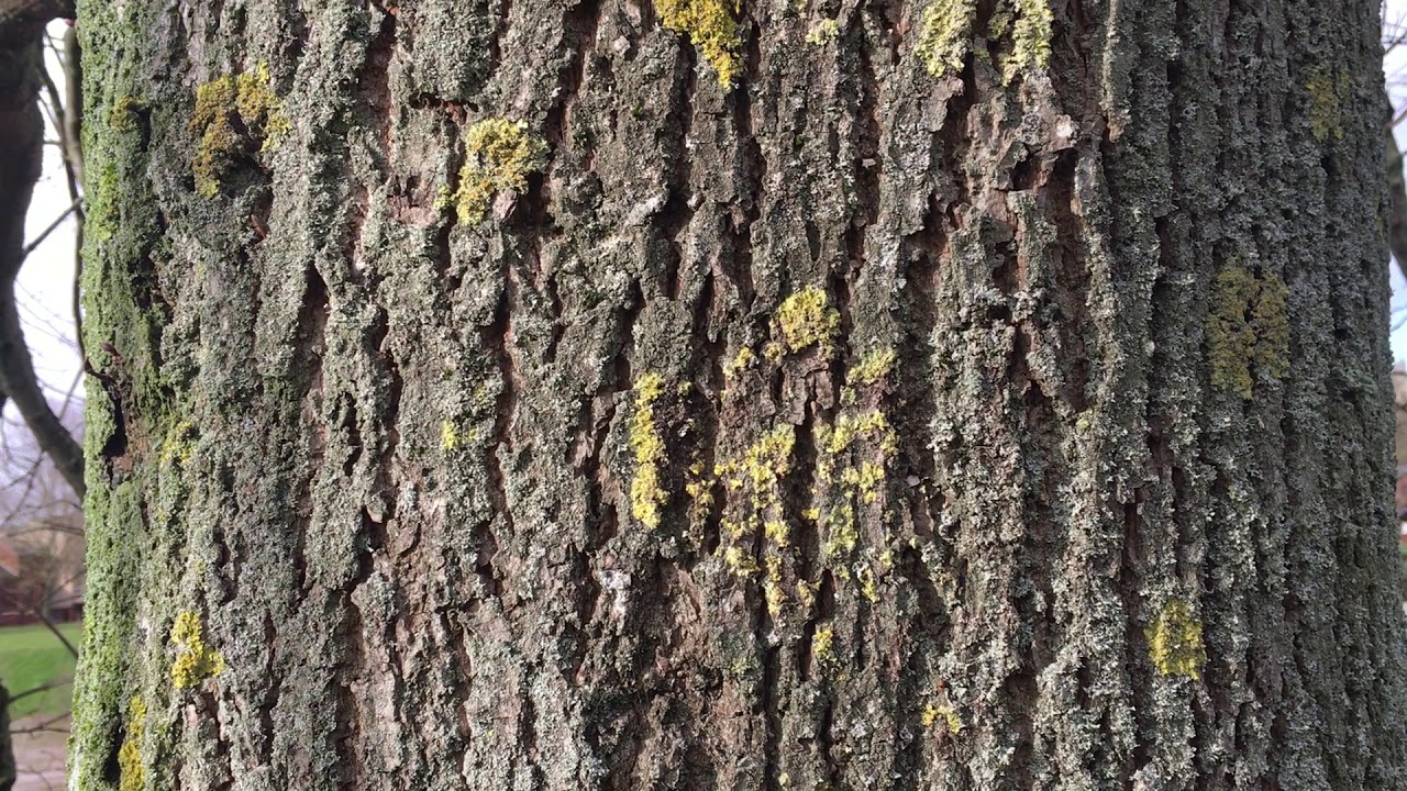 Common lime - trunk close up - February 2020 - YouTube