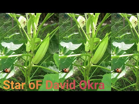 Star oF David Okra