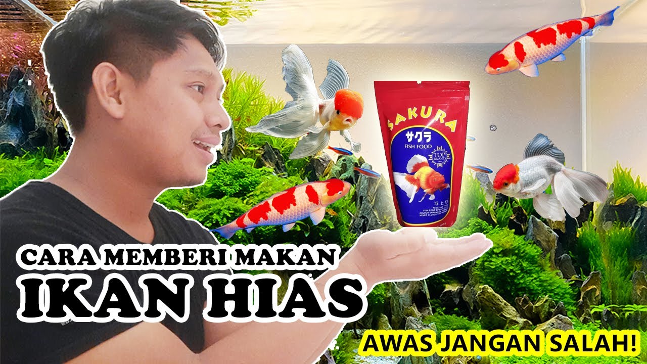 Cara Memberi Makan Ikan Dengan Benar - YouTube