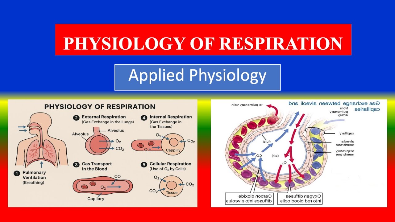 PHYSIOLOGY OF RESPIRATION - – Applied Physiology for Nursing - YouTube