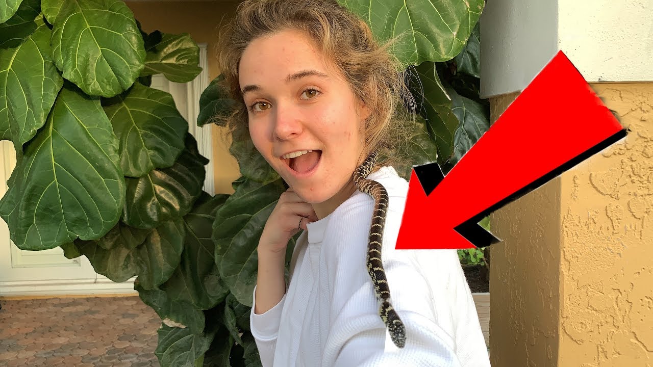 SETTING UP NEW TERRARIUM FOR PET KING SNAKE! - YouTube