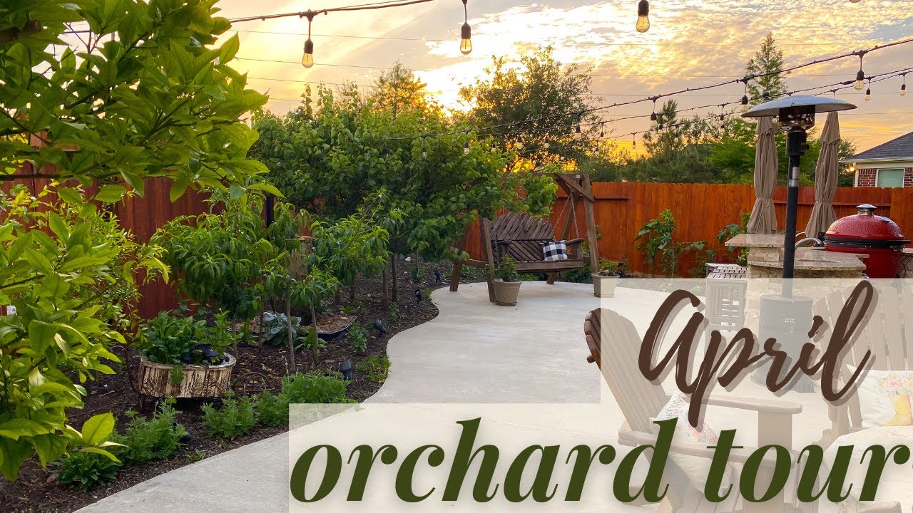 Backyard Orchard TOUR | April 2021 | Over 30+ Fruit Trees - YouTube