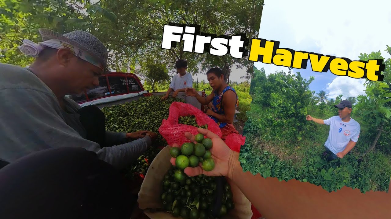Calamansi Farming| Ang Pangarap na farm, first harvest !2024 - YouTube
