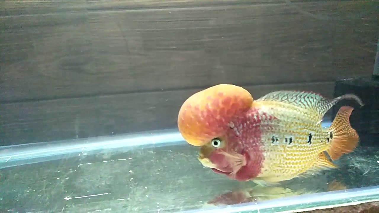 Dual Tone Classic Kamfa Flowerhorn - YouTube