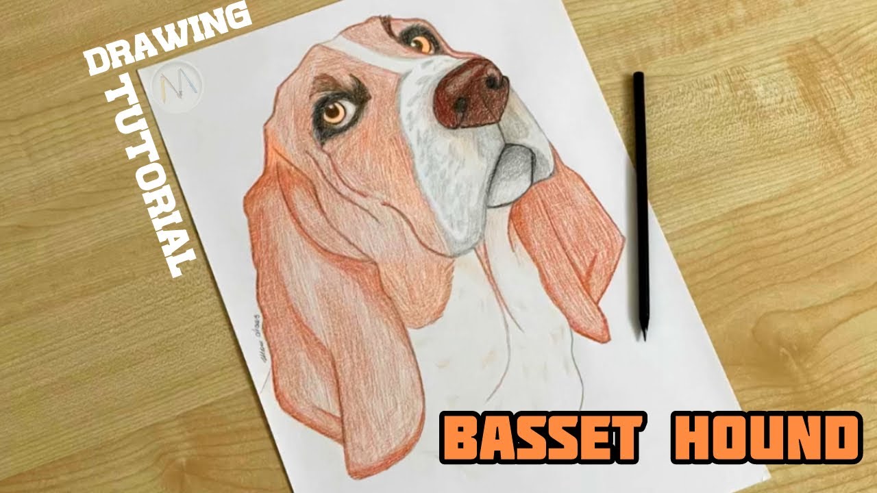 How to draw a DOG Basset Hound / Basset Hound face drawing tutorial ...