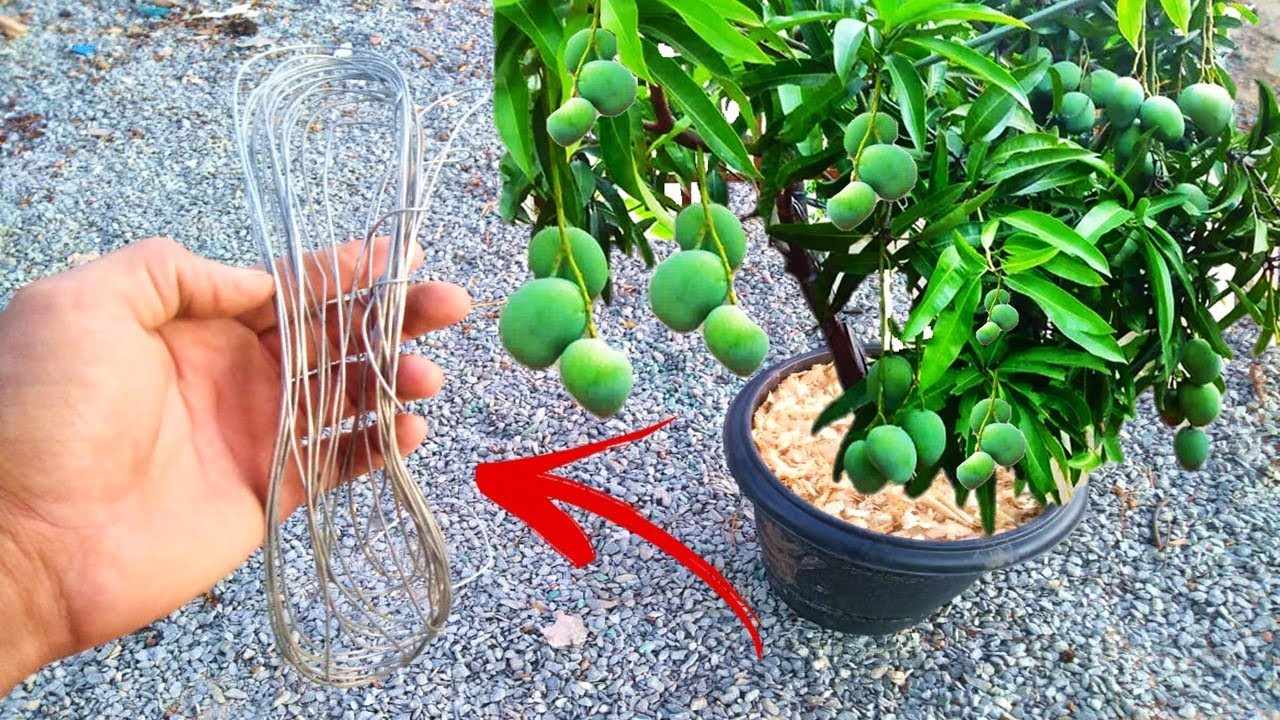 Essa técnica faz qualquer planta frutificar rápido (Não acreditei ...