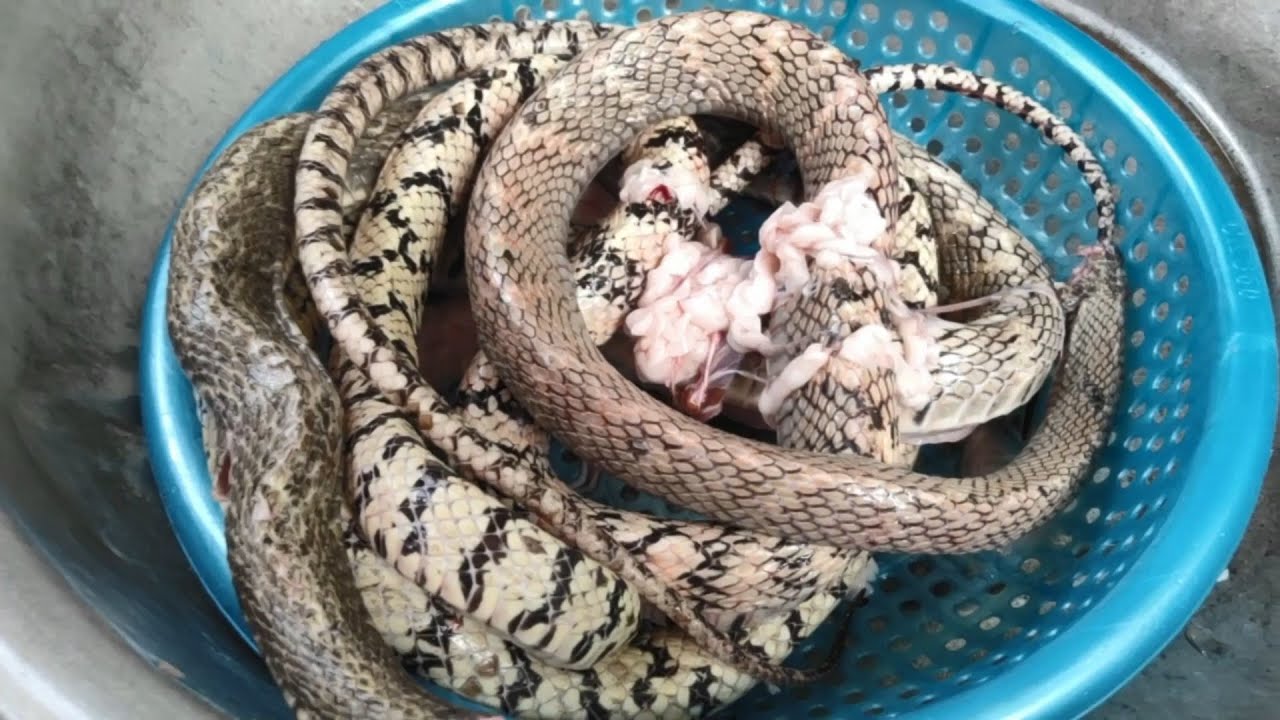 Snake Cooking, Cooking Snake eating so delicious - YouTube