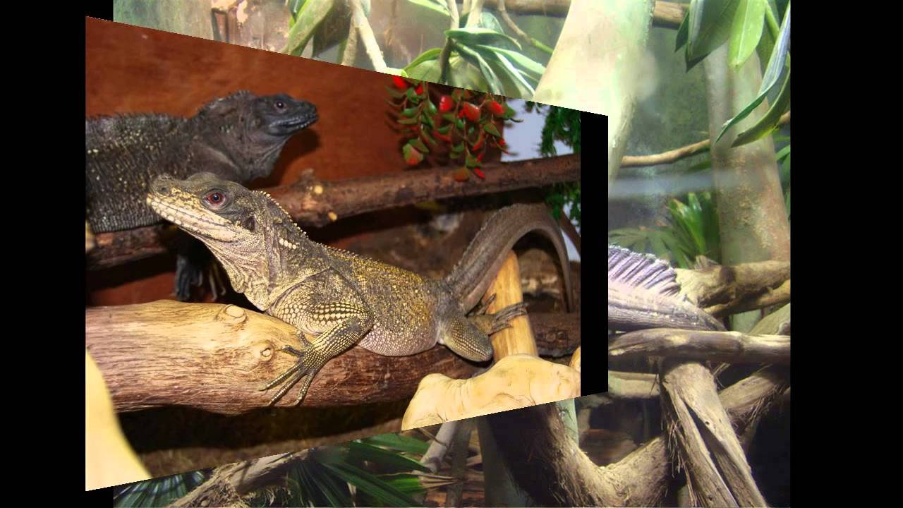 Poze cu serpi si soparle - www.pozecuanimale.com - YouTube