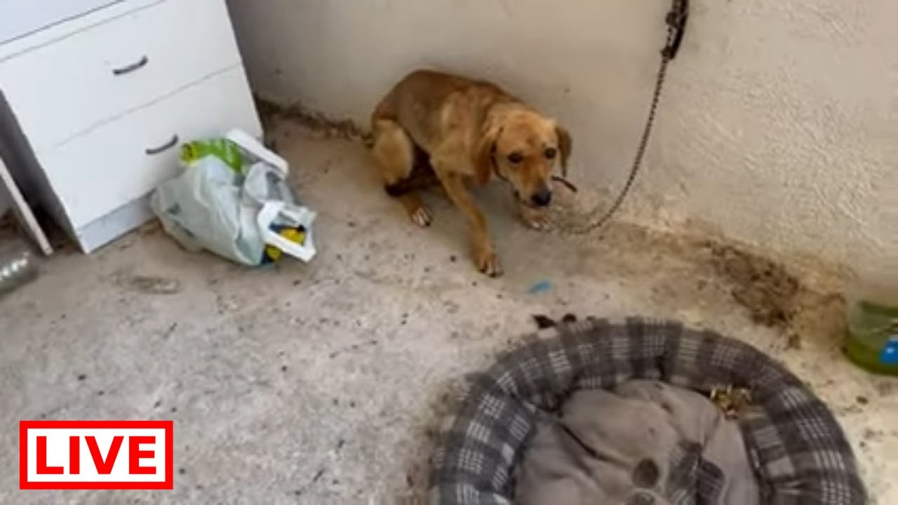 One more poor dog in a really bad condition needs help 😢. Its a girl ...