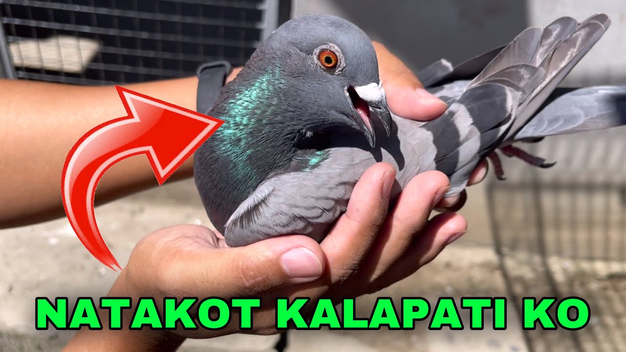 MASAMANG SENYALES SA KALAPATI KO MAY NARAMDAMANG DELIKADO SA OLF LOFT ...