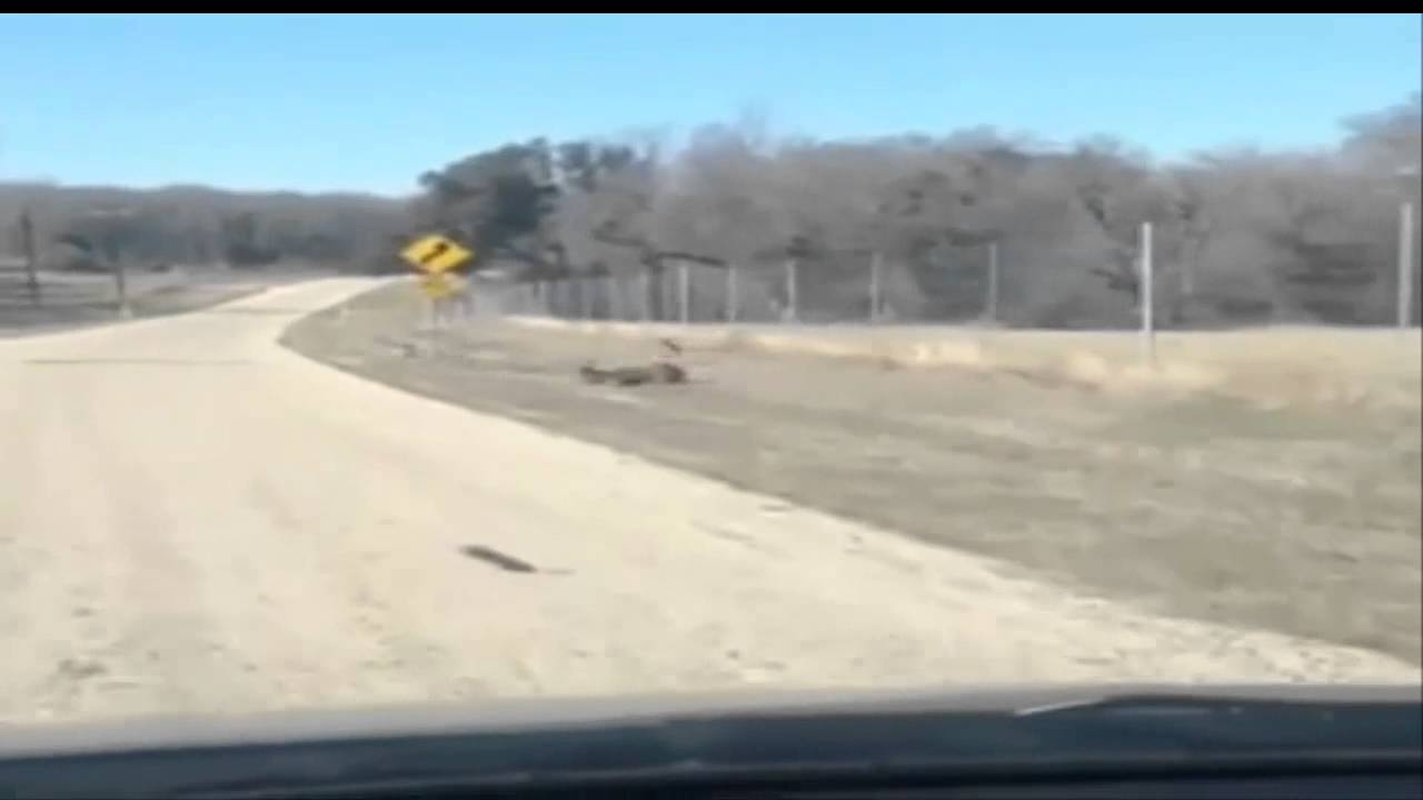 Deer attempt to jump fence, fail gloriously - YouTube