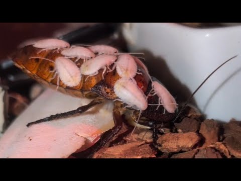 Madagascar Hissing Cockroach "Live Birth" [HIGHLIGHT REEL] - YouTube