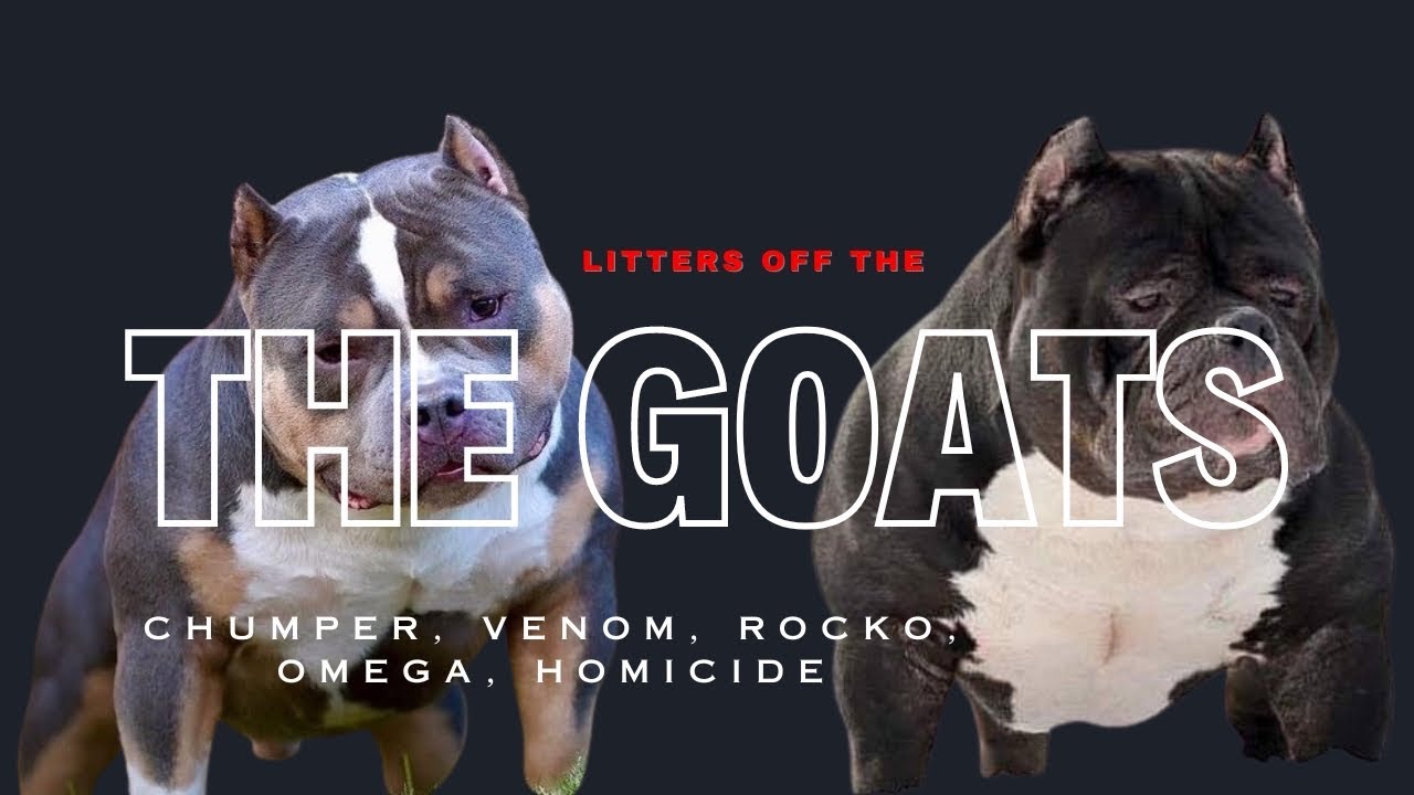 Our Litters off Top Studs - Venom, Chumper, Rocko, Homie, King Koopa, V ...
