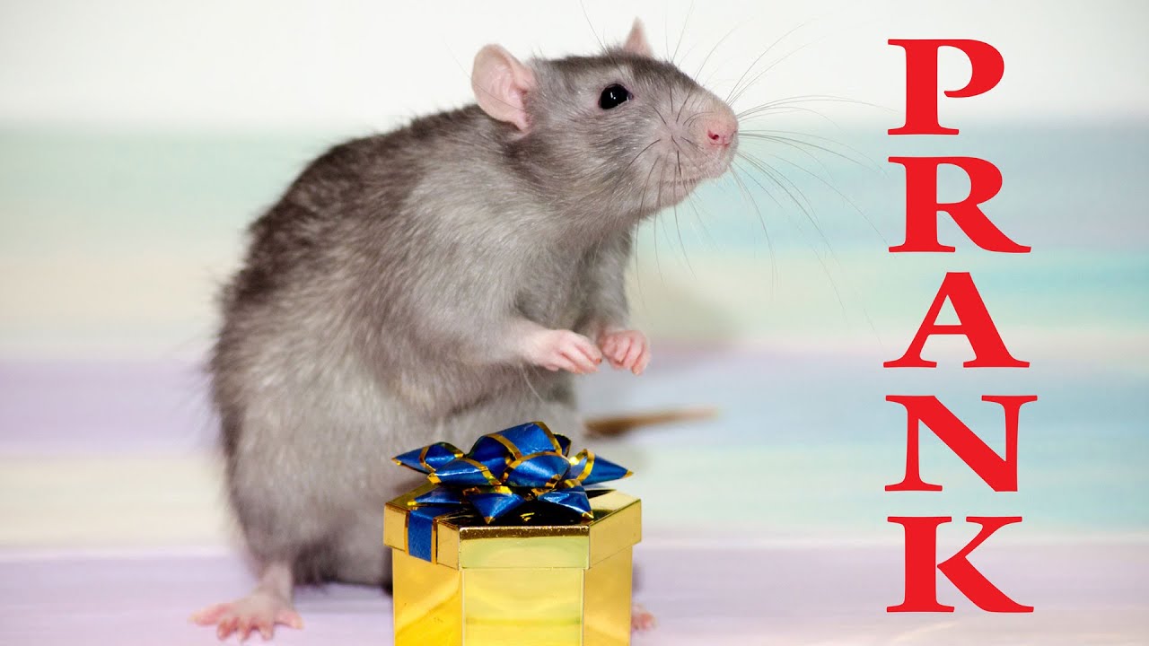 I did not know rats could live inside my computer. How to scare them ...