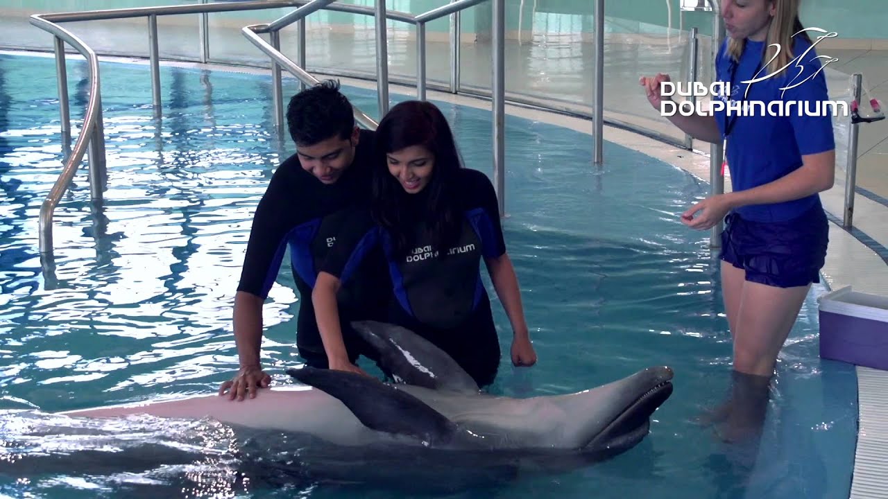 Dolphin Planet At Dubai Dolphinarium, Meet, Swim & Play With Dolphins ...