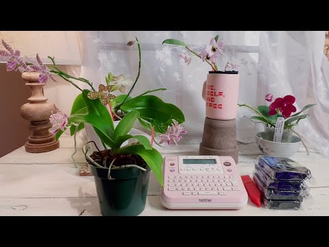 How I make orchid label, and blooming updates - YouTube
