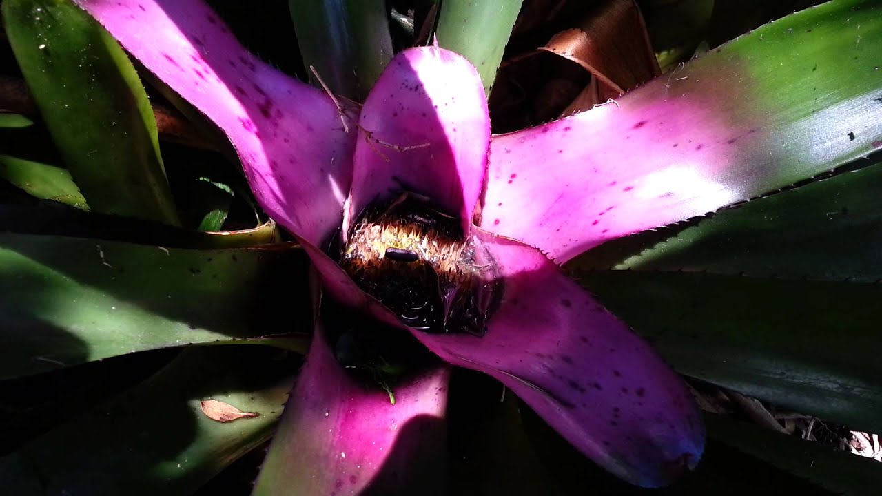 Bromeliad Neoregelia Concentrica - Top 10 Bromeliads HD 15 - YouTube