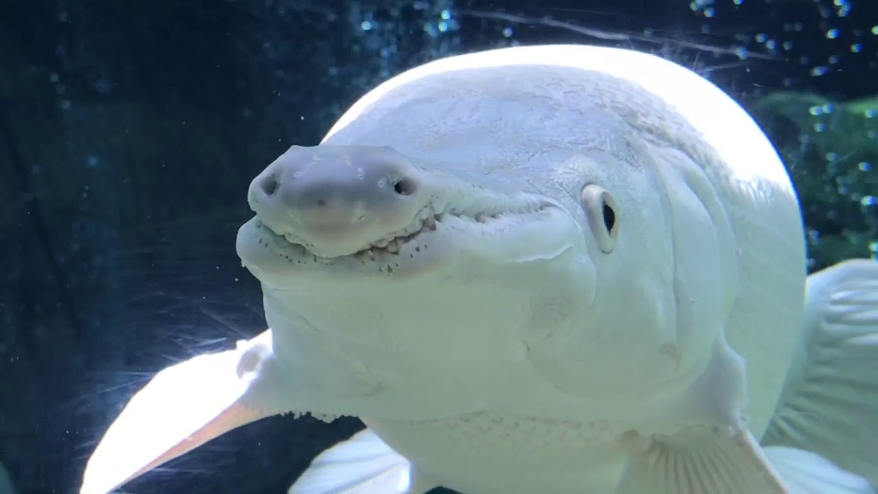 White Gar Fish - YouTube