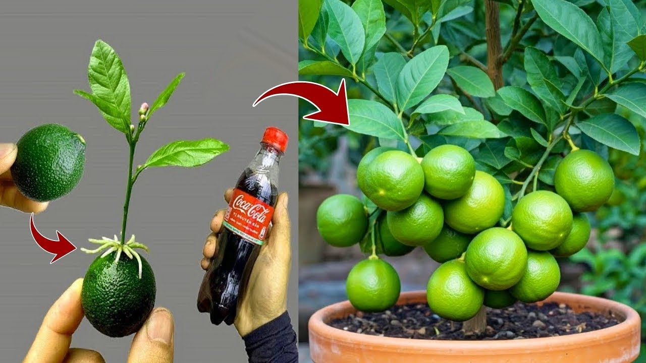 Summary of lemon propagation methods that are more successful than ...