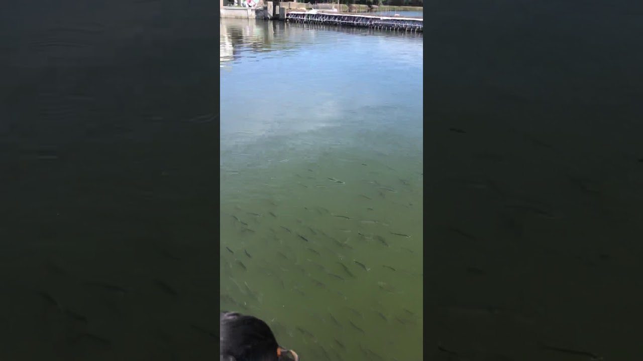 BANGUS FINGERLINGS - FROM FISHPOND TO FISHCAGES - YouTube