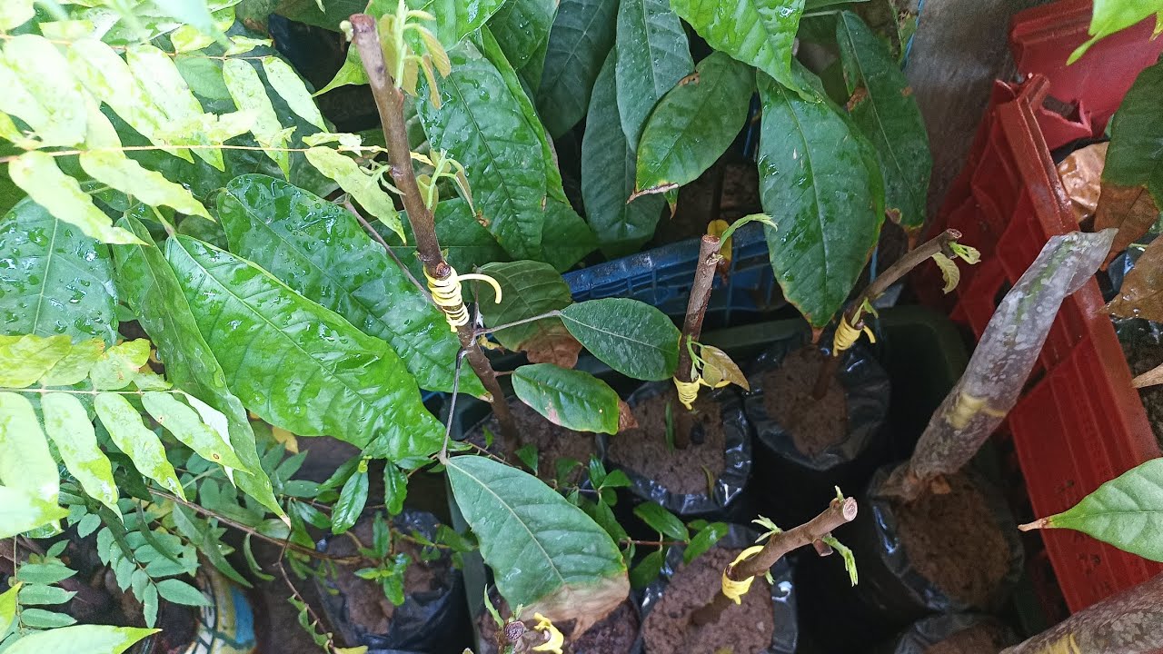 Como ficaram os clones - YouTube