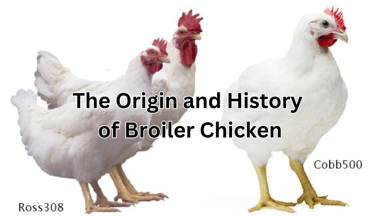 ORIGIN AND HISTORY OF BROILER CHICKEN - YouTube