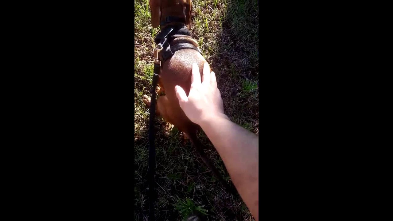 Good job pooping - YouTube