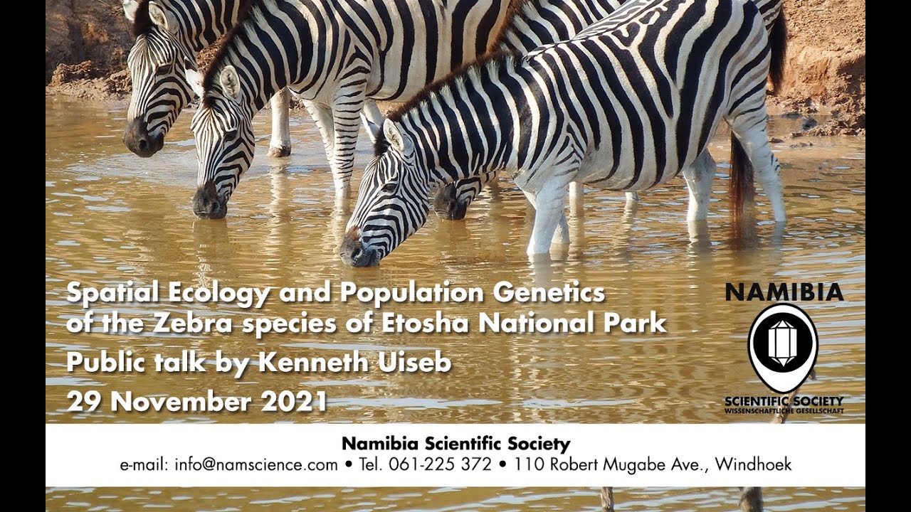 Zebra Population