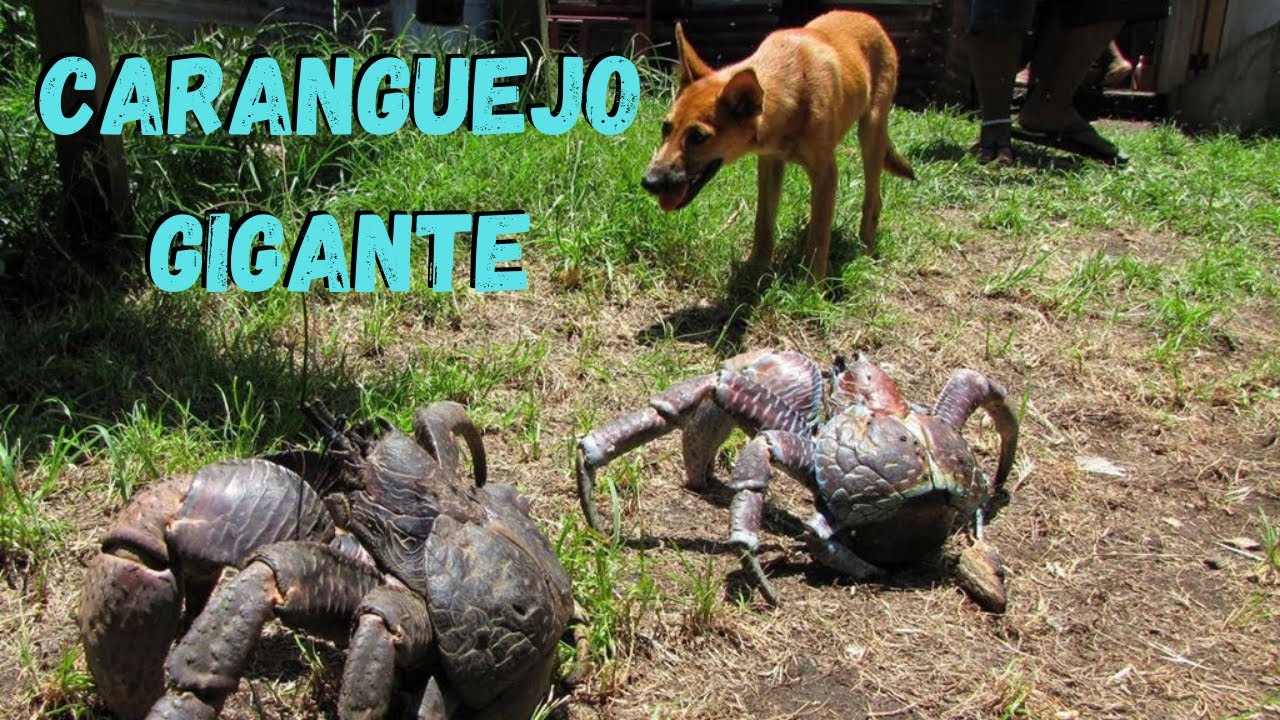 Ataques De Caranguejo Gigante De Coco