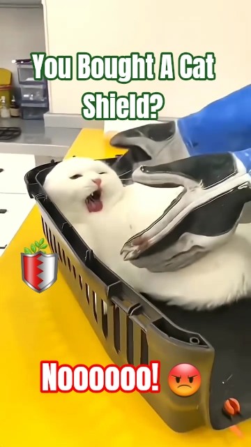 Cat Shield Protection #life #cat #pets #funny #memes #automobile #diy # ...