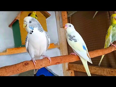 Parakeets Chirping Loud 🔊🦜 | Stimulating Sounds for Active Birds - YouTube