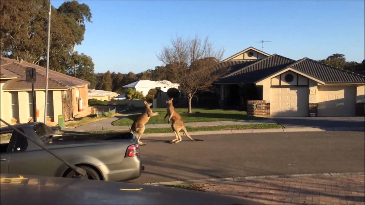 Kangaroo fight bogan style - YouTube