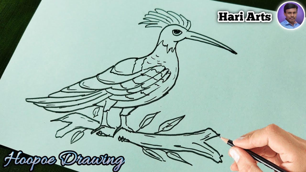 Hoopoe Drawing | beautiful hoopoe Drawing | simple way to draw a hoopoe ...