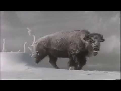 #BilimVeTarih #Uçakkazaraporu        Buzul Çağından Sağ Kalanlar BelgeselTürkçeDublaj