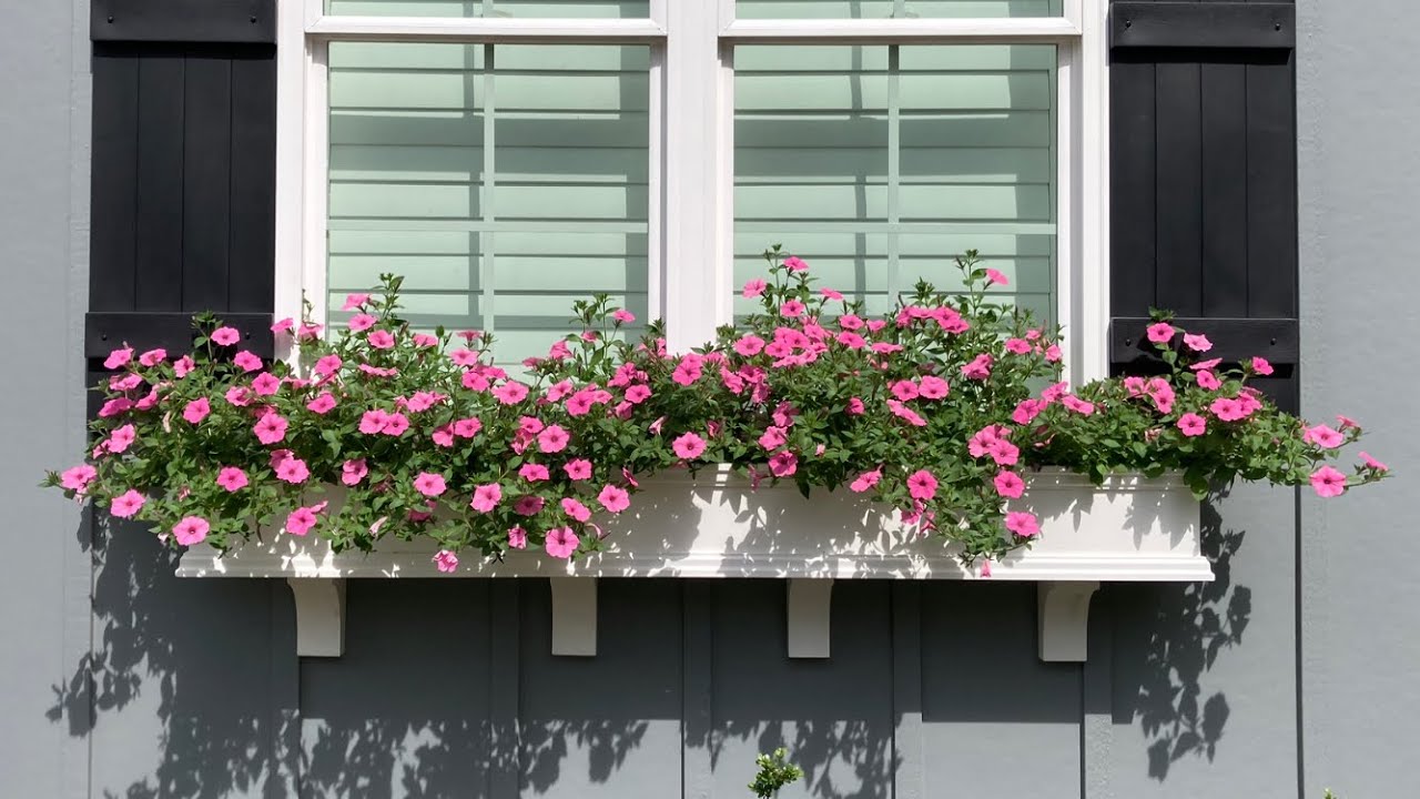 Supertunia Vista Window Boxes Week 3 Update - YouTube