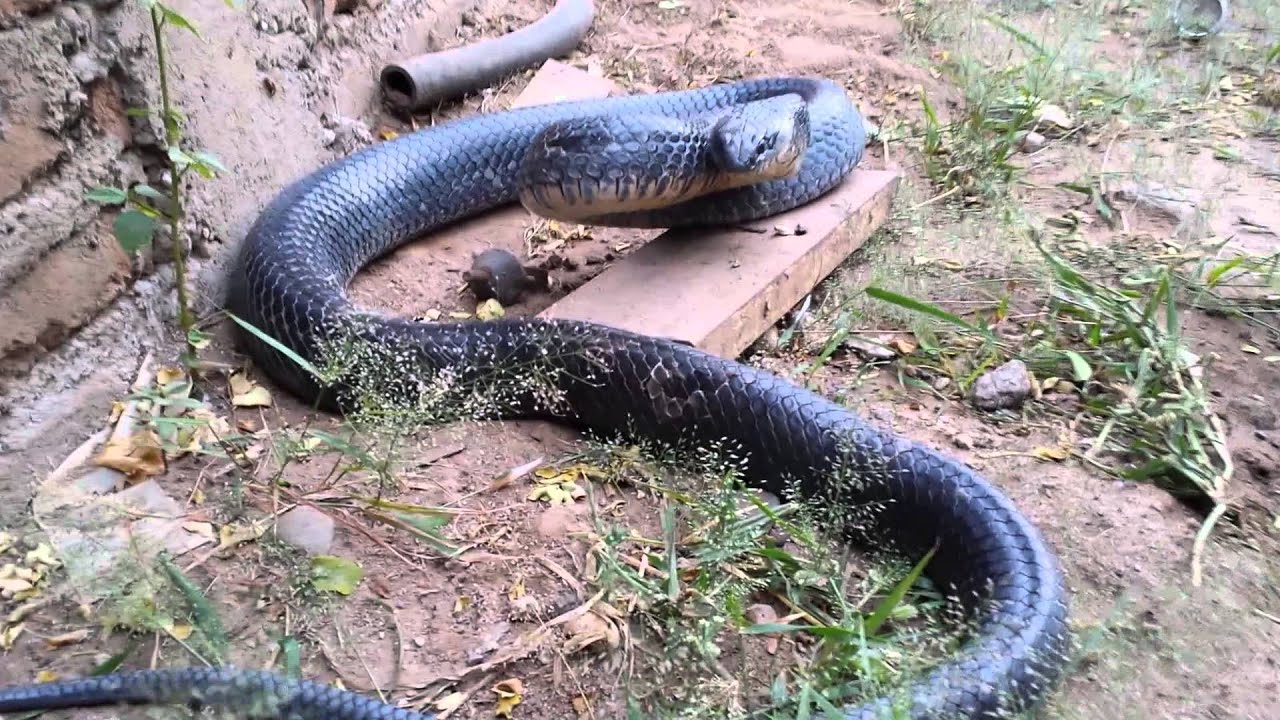 Drymarchon rubidus - YouTube