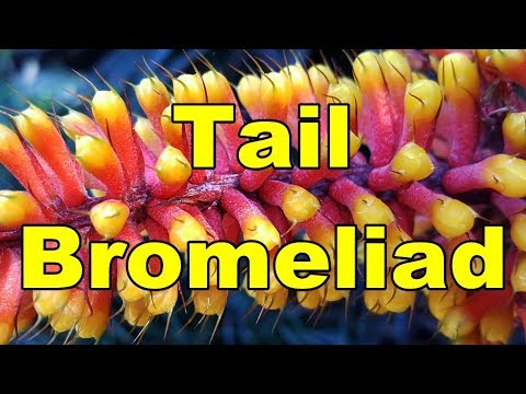 Tail Bromeliad - Aechmea caudata - HD Video 01 - YouTube