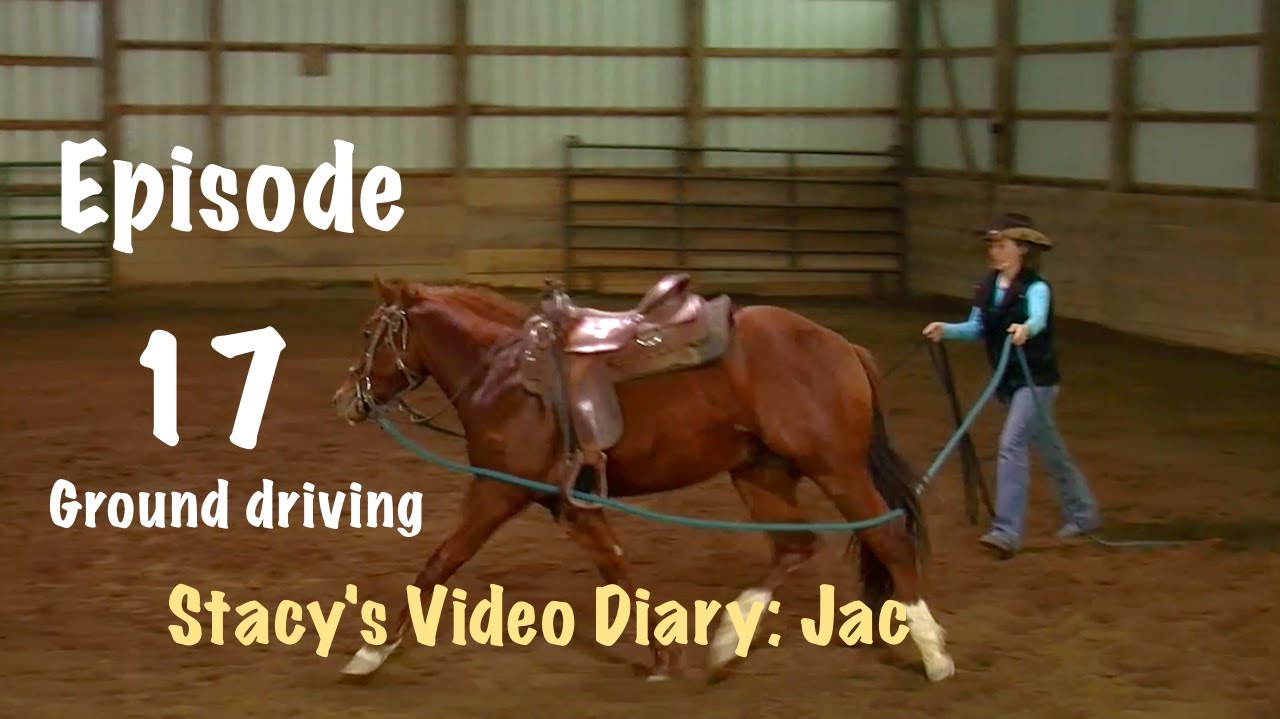 Stacy's Video Diary: Jac-Episode 17- Colt starting: Ground (line ...