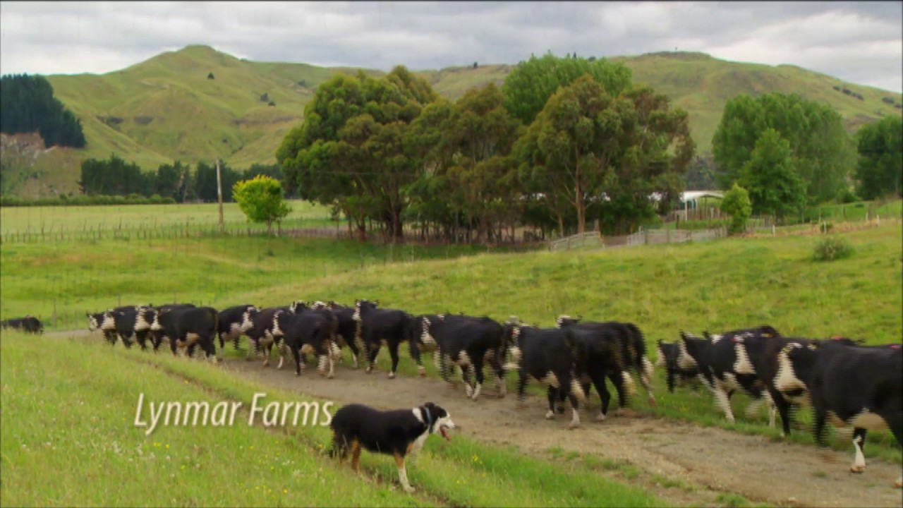 Beef Embryo Transfer Team - YouTube
