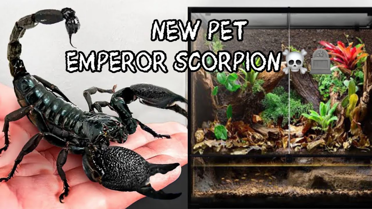NEW PET EMPEROR SCORPION🦂☠️😱//new home for scorpion//feeding the ...