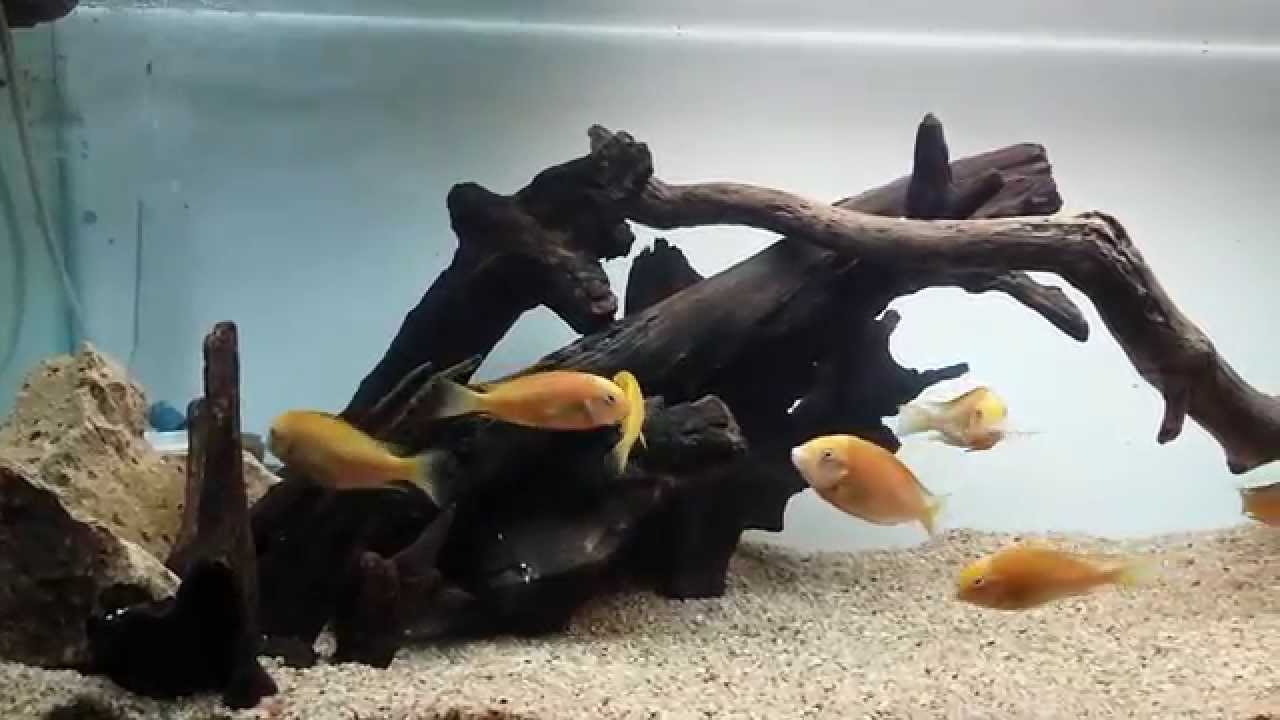 Tropheus Firecracker - YouTube