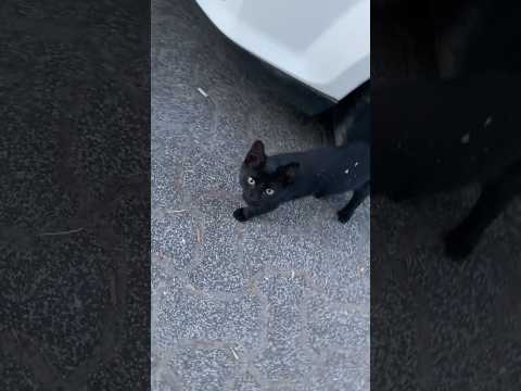 Yavru siyah kedi #shorts