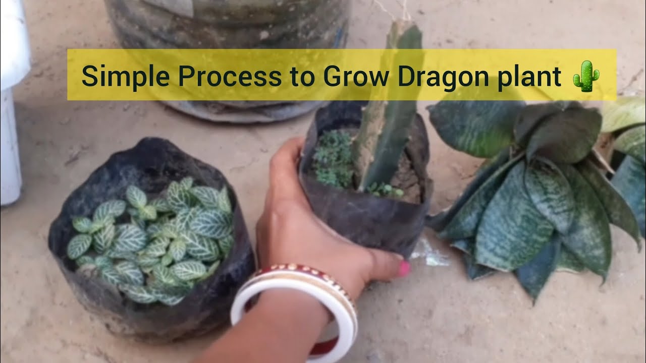 Simple Process a ki vabe Dragon plant lagabe. Dragon plant care.How to ...