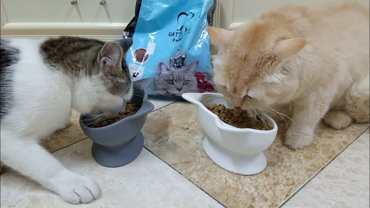 #cat, I Gave Them Their Lunch Dry Food LULI And HOPE#eating #pet//sari ...