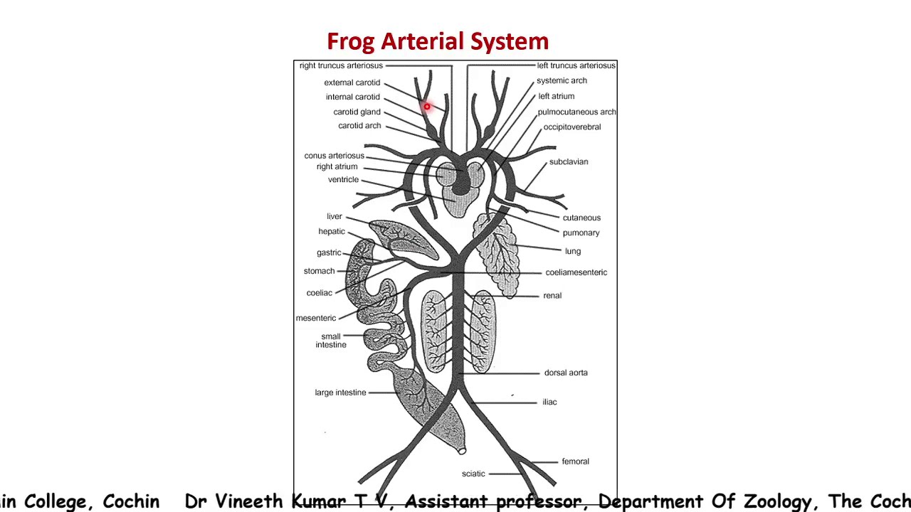 Frog Circulatory system- Arterial and Venous System - YouTube