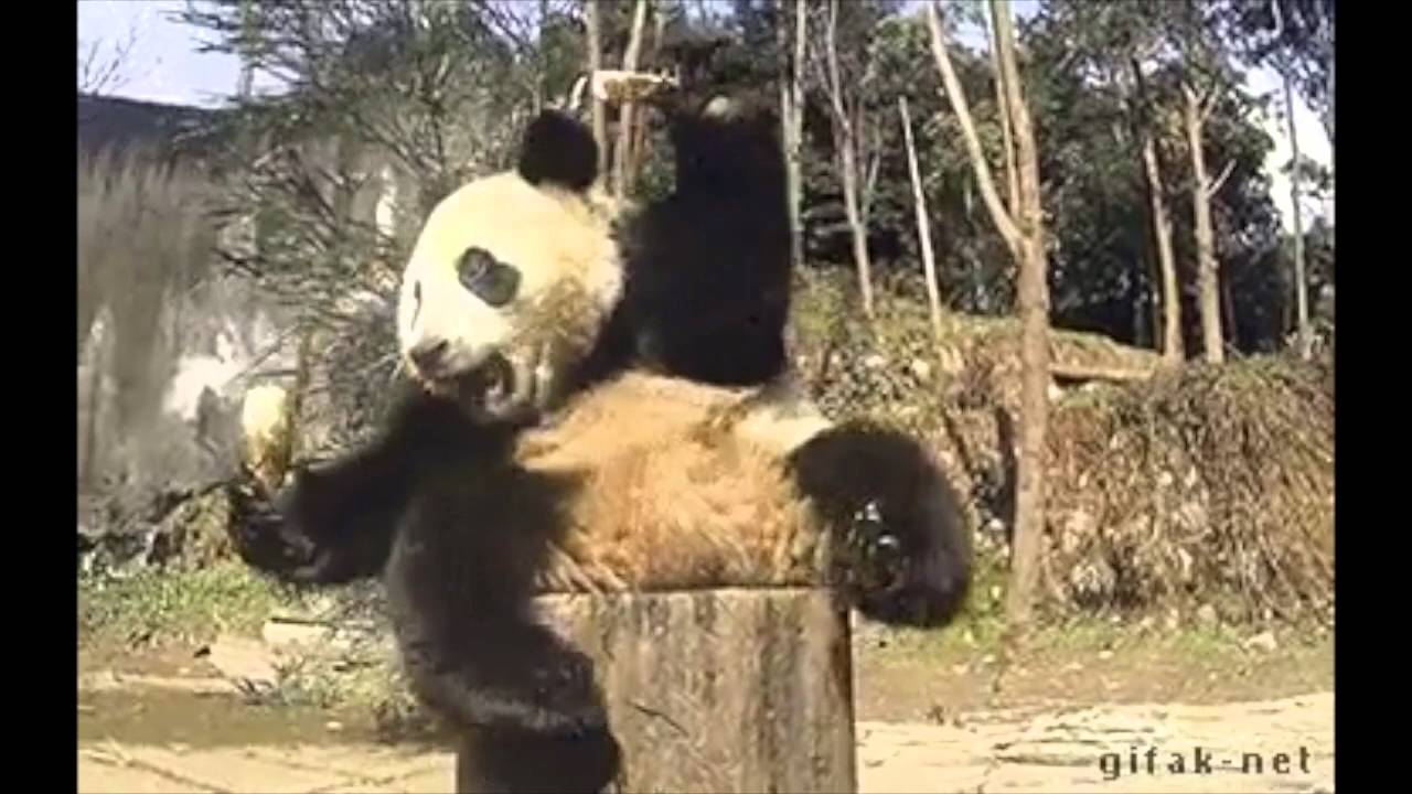 Funny panda scared while eating and falling off - YouTube